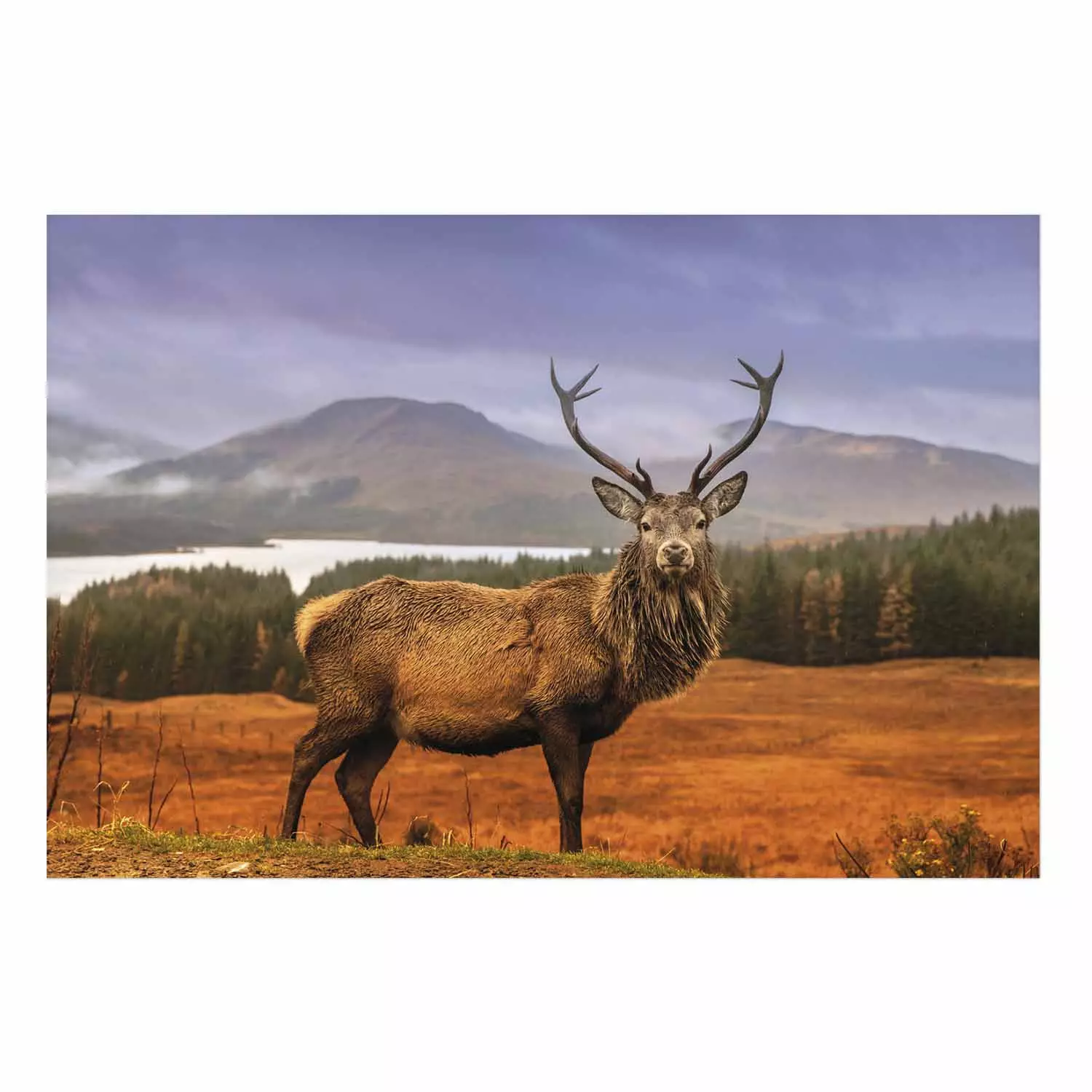 stag poster