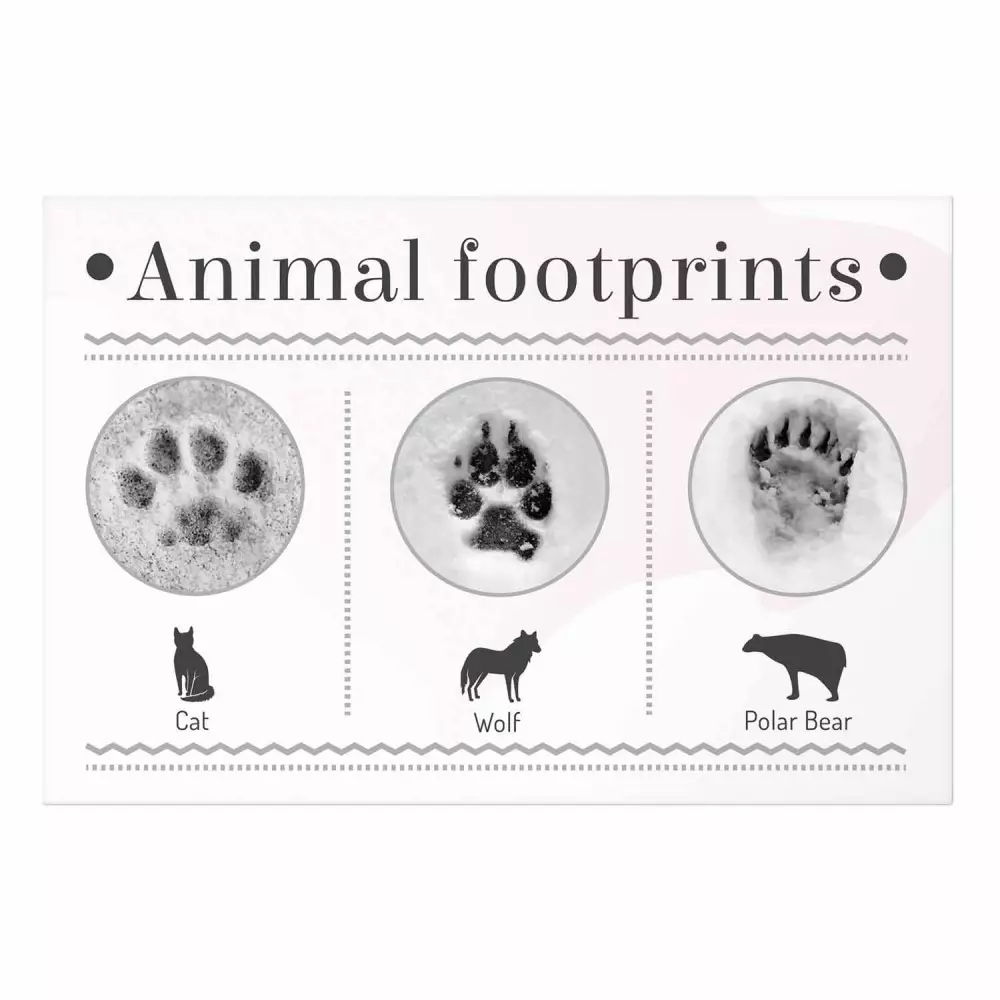 Poster Paw Prints - animal paw prints with black signatures and ...