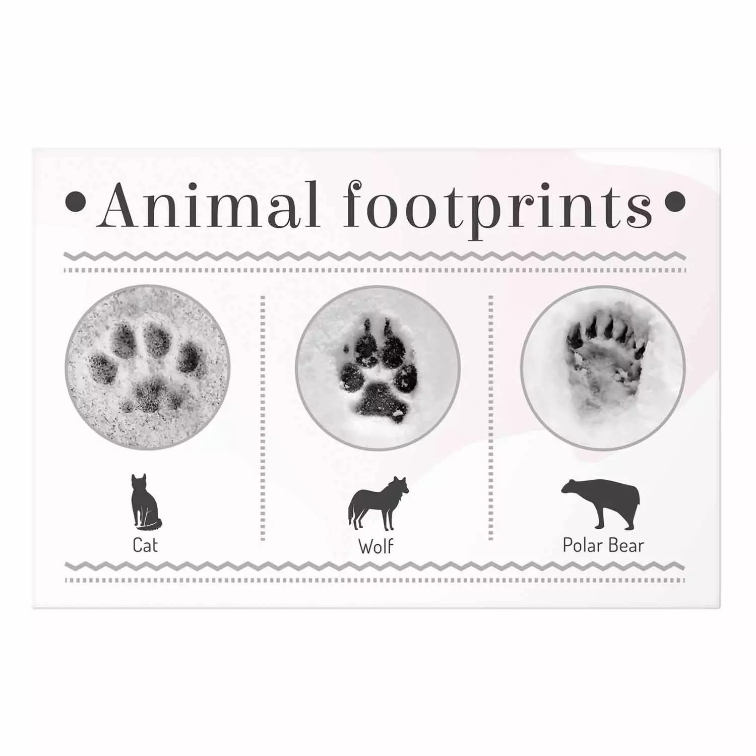 paw prints types