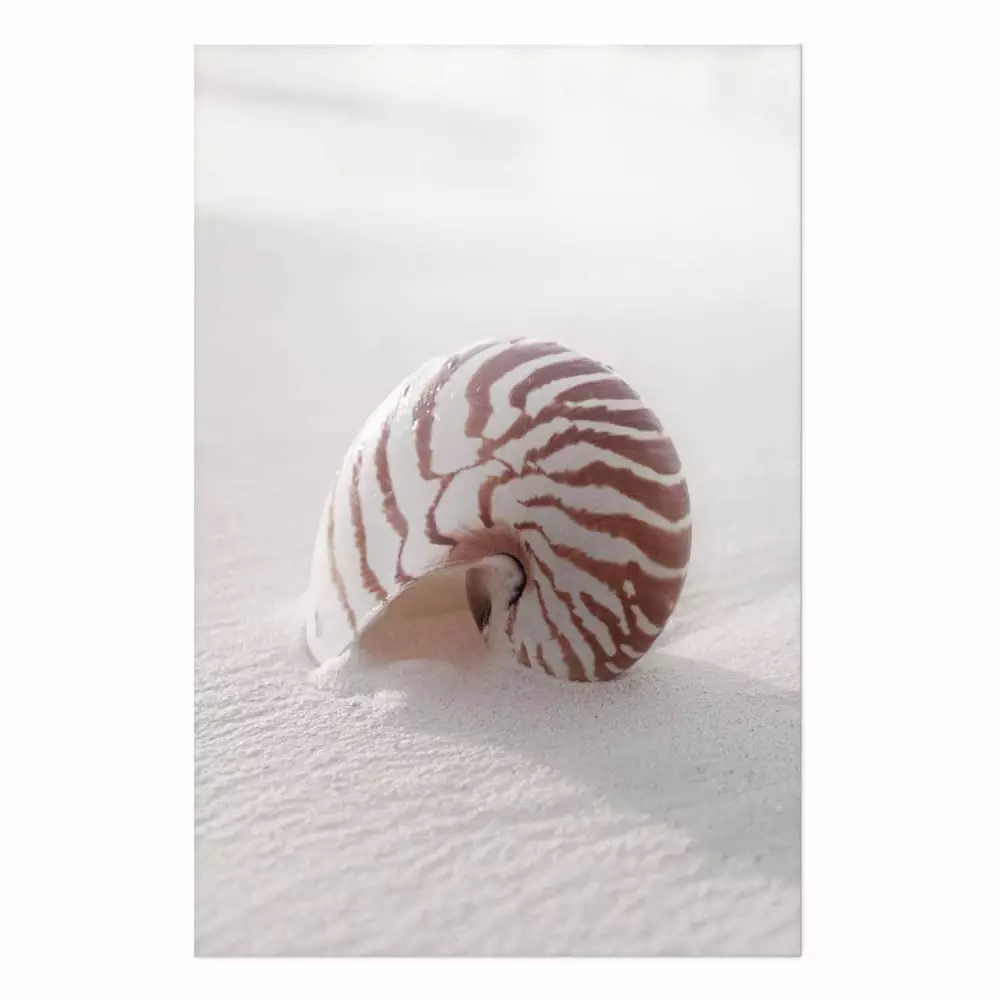 Wall Poster August Shell - maritime composition with a seashell on the ...