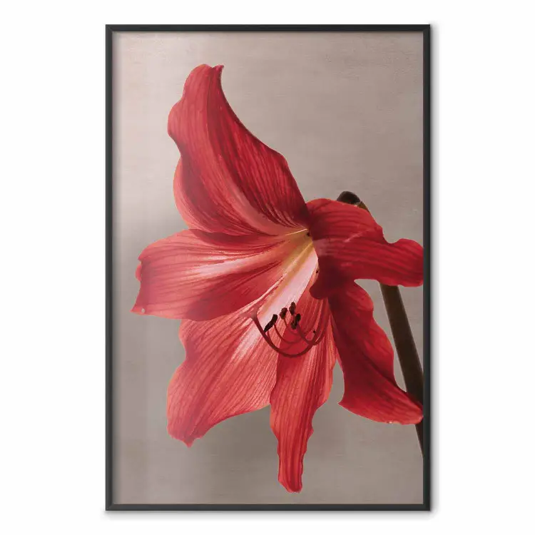Poster Red Flower - vibrant colorful flower on a contrasting background ...