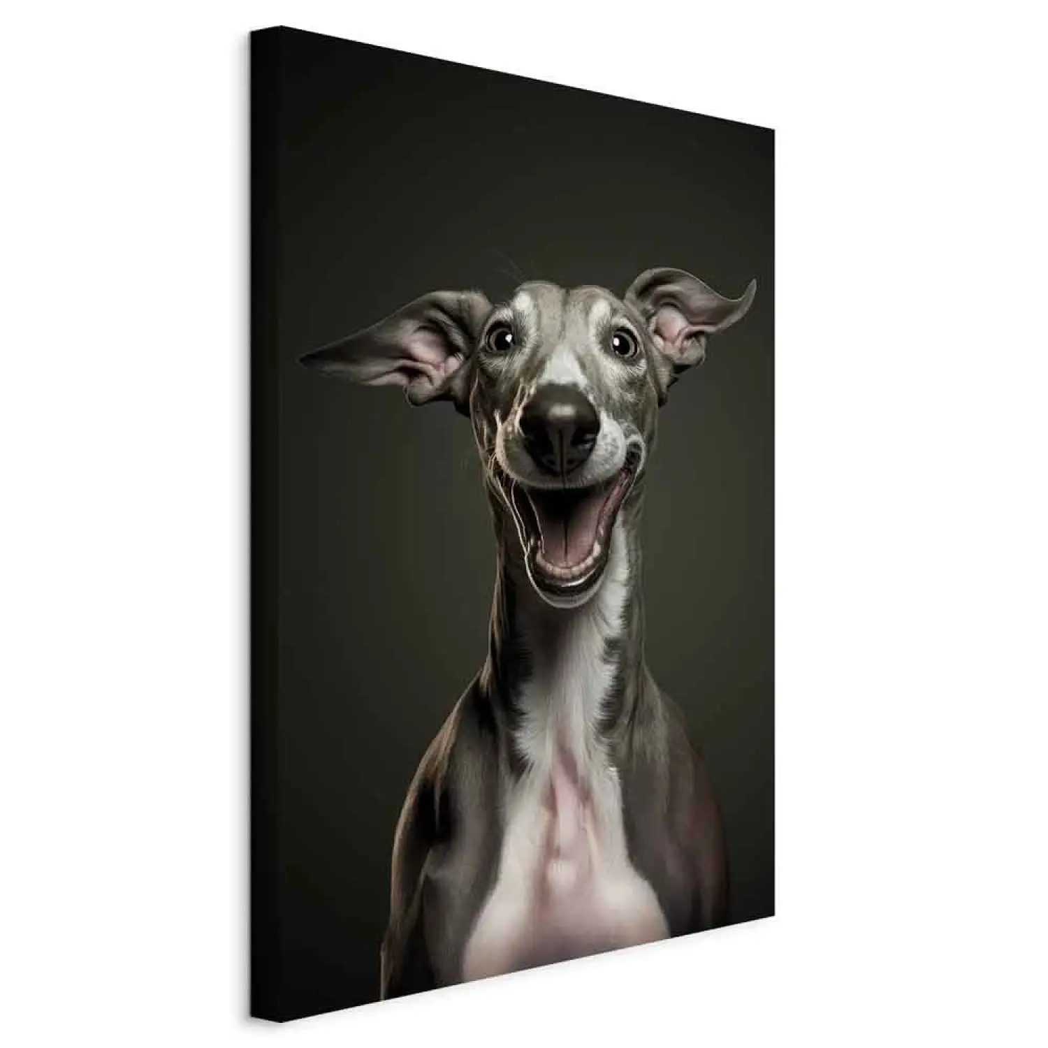 Miniatyr Italiensk Greyhound Kermit