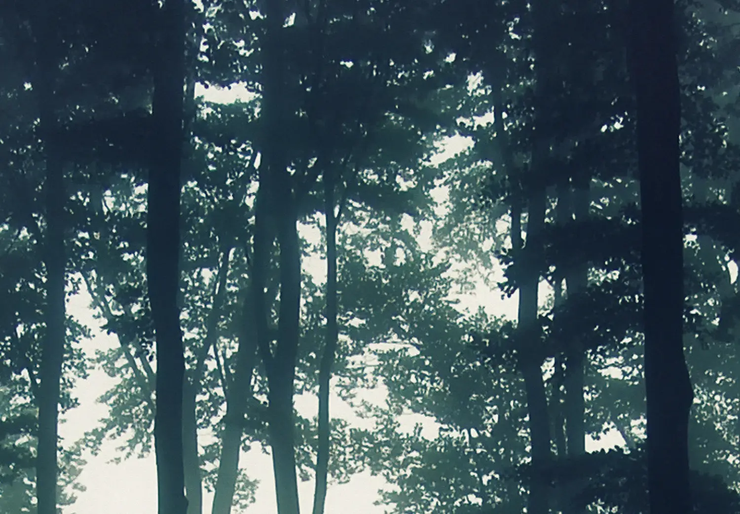 Landscape Tumblr Forest
