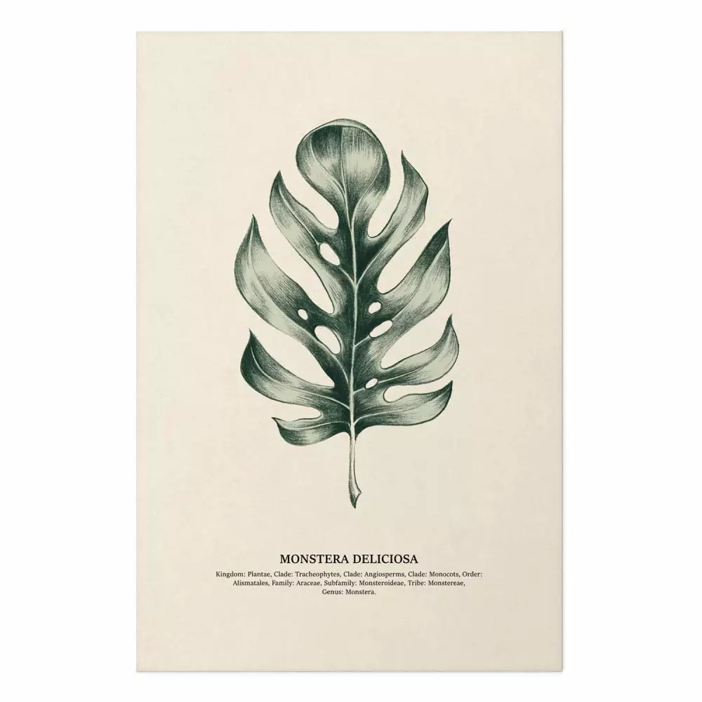 Poster Monstera Deliciosa - botanical illustration with species ...