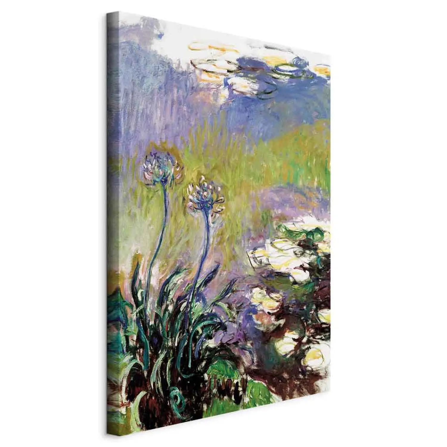 Agapanthus Claude Monet