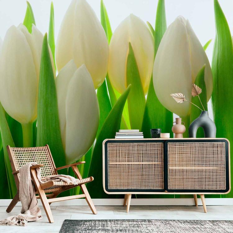 Tulip Wall Murals, wall murals tulips, wall mural with tulips, wall ...