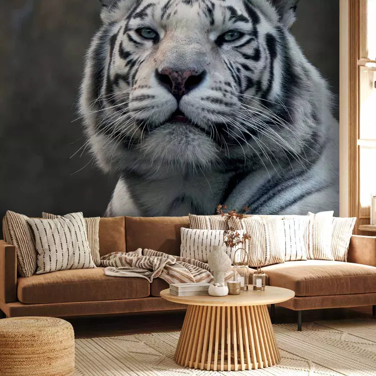 Animals Wallpaper Bengal 19,300+ Bengal Cat Stock Photos, Pictures