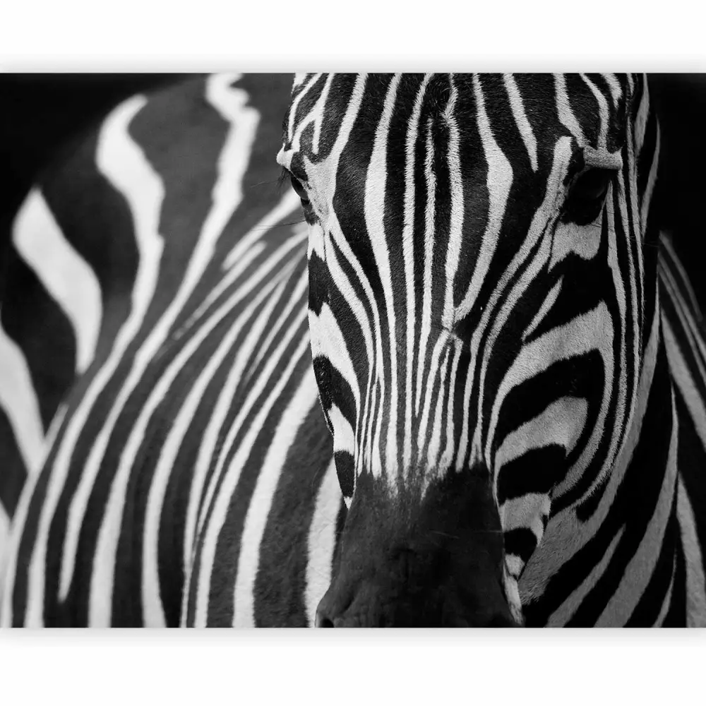 Photo Wallpaper African Nature - Monolithic zebra in black and white ...