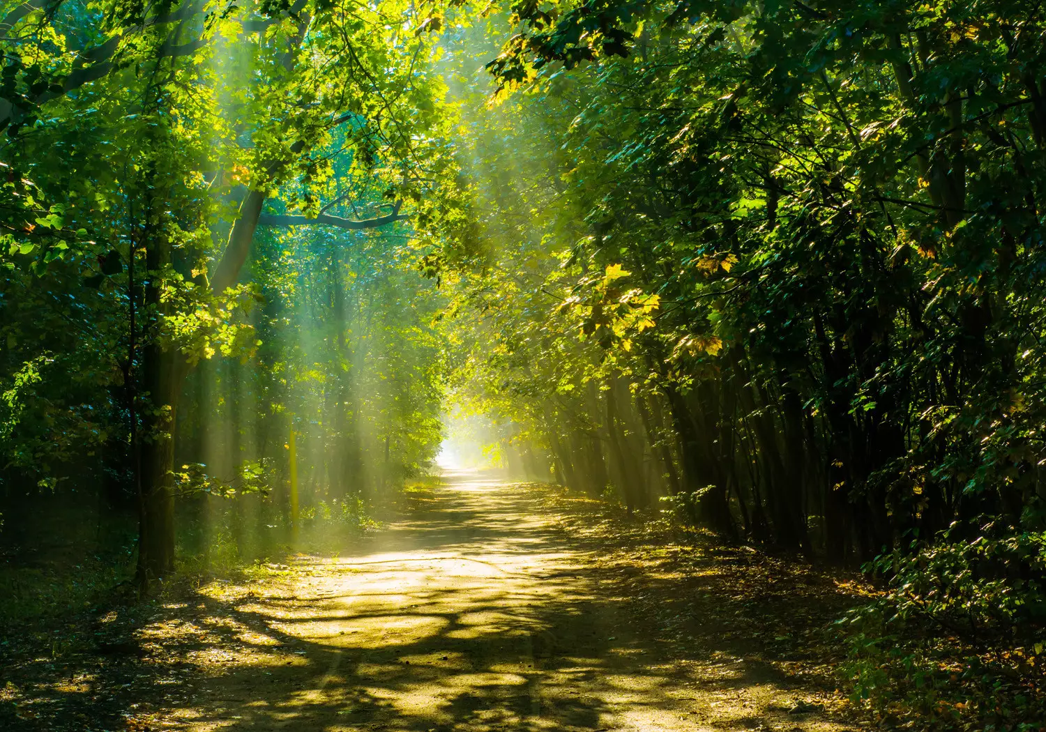 sunlight through forest wallpaper