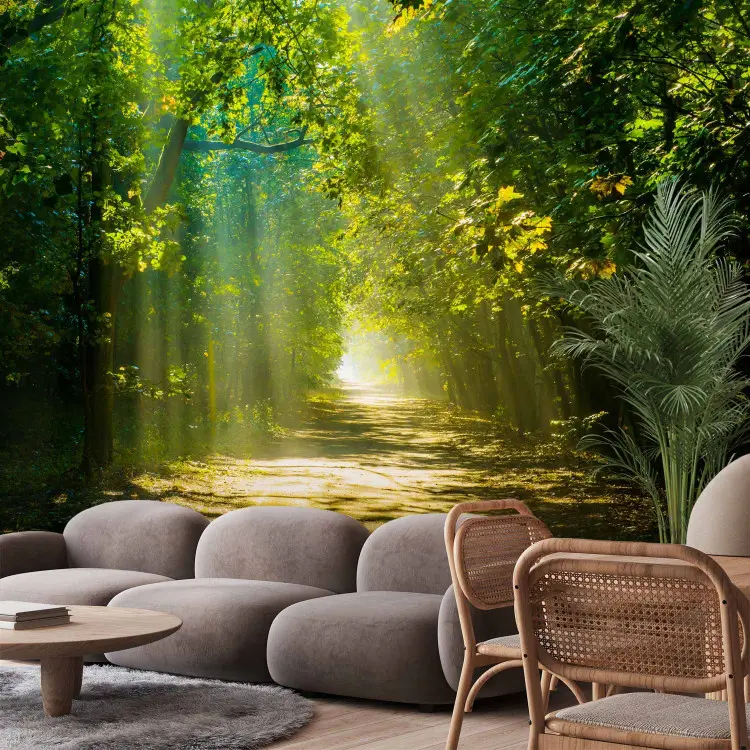 Wall Mural Forest landscape - relaxing road in the sunshine among the ...